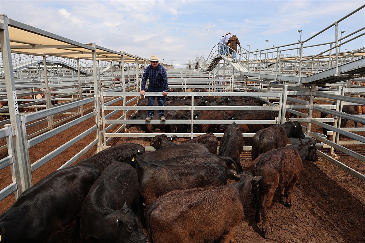 Market Highlights - Tuesday, 28 October 2025 | Roma Saleyards